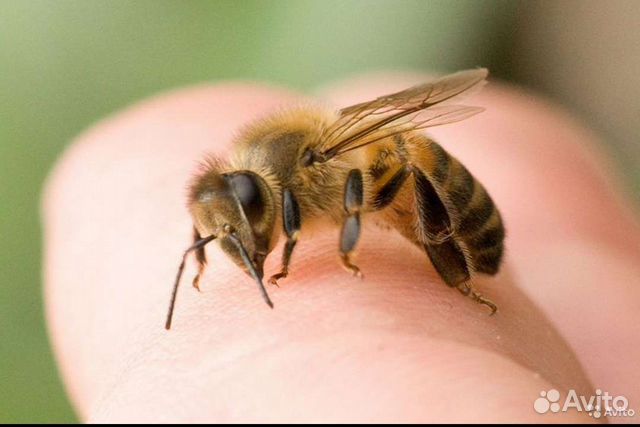 Апитерапия