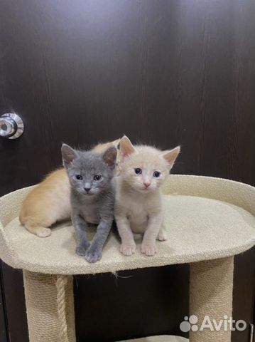 Котята бесплатно