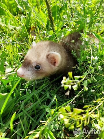 Хорек с клеткой