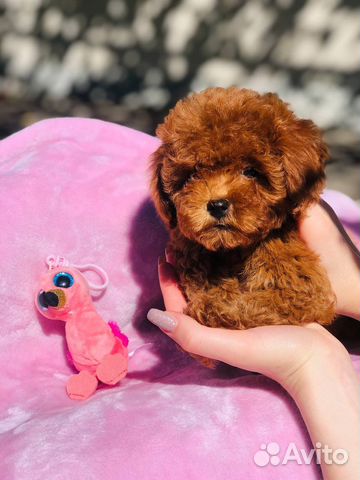 Мальтипу плюшевая собачка мини тедди