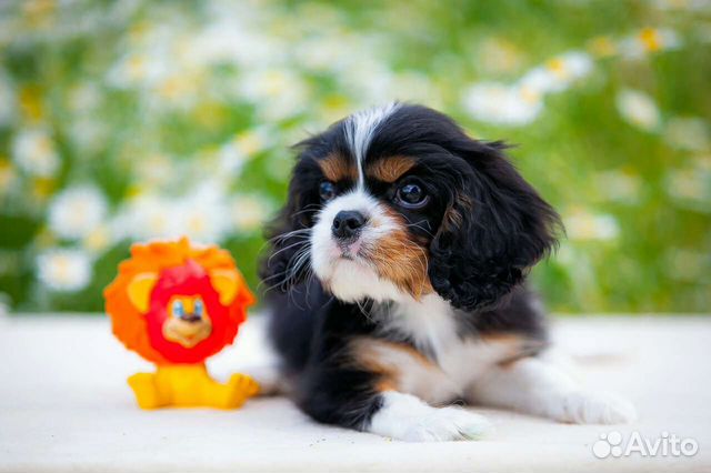 Щенки Кавалер Кинг чарльз спаниель