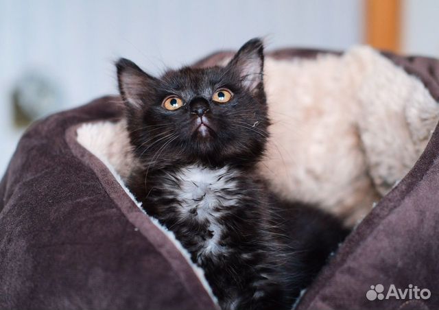 Чёрный котёнок ласковая девочка 2 мес