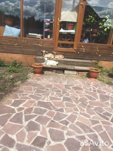 Нубийские козлята