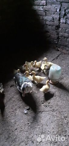 Индоутята трёхнедельные