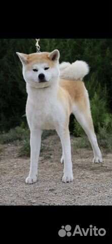 Акита ину девочка 3 года