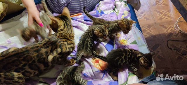 Бенгальские котята