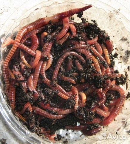 Калифорнийские черви