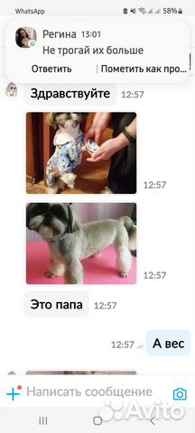 Ши-тцу. Вязка. Опытный