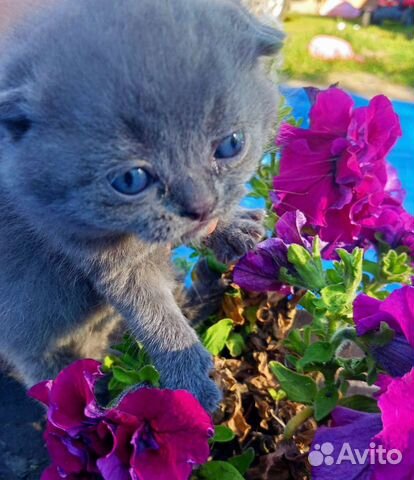 Пушистики в подарок