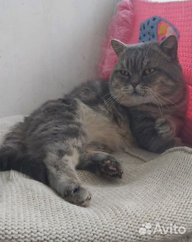 Большой,ласковый Пухляш живёт в подъезде,мам-папы