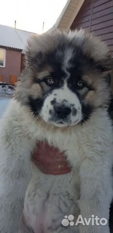 Кавказская овчарка девчёнка