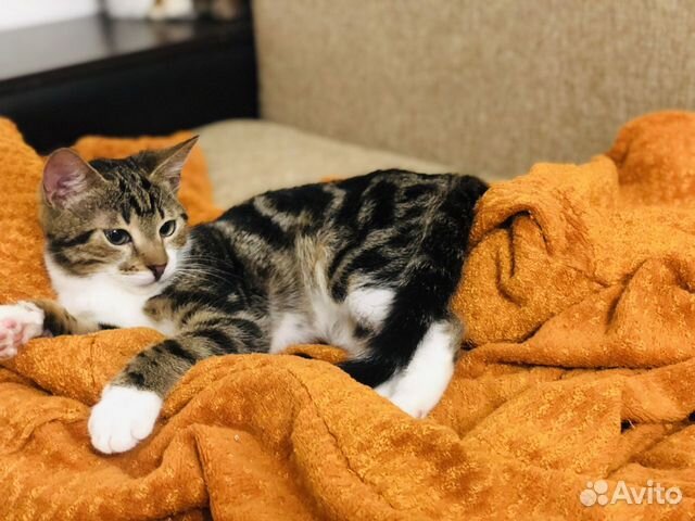 Котенок привит 4 мес в добрые руки