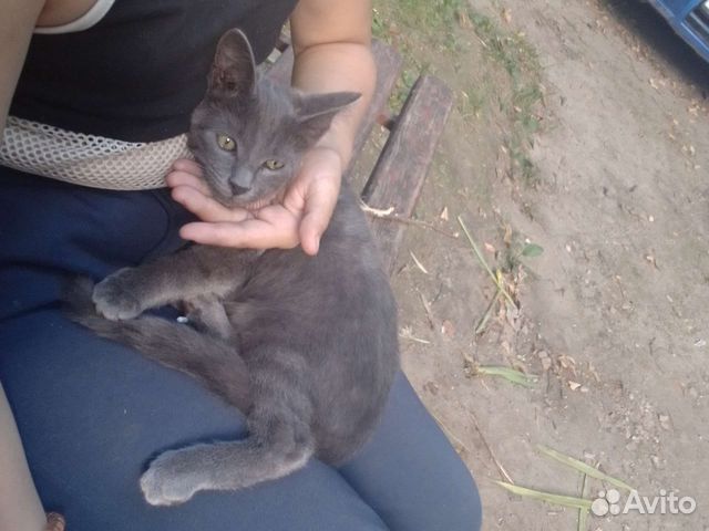 Русская Голубая