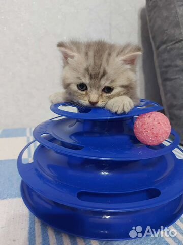 Британская длинношерстная кошечка