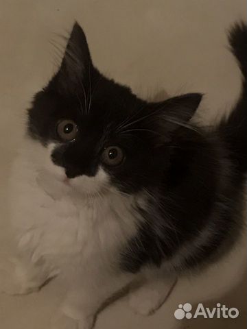 Отдам в добрые руки котёнка