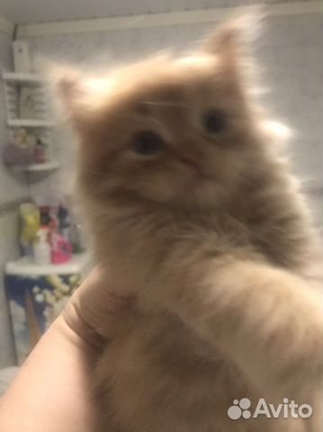 Продам котенка