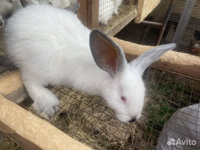 Калифорнийские кролики