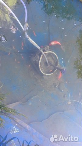 Рыбки малек кометы