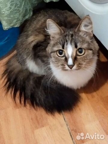 Сибирская кошка девочка Ляля 8мес