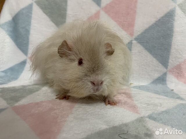 Морская свинка девочка