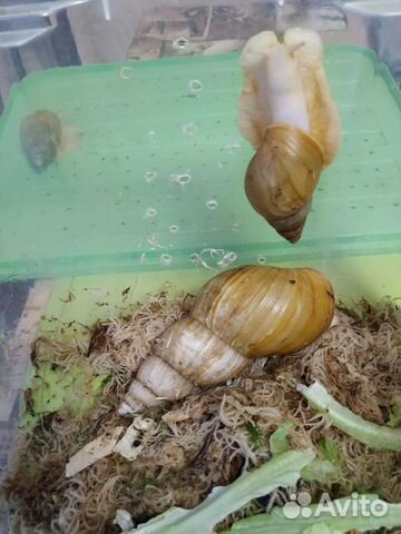 Улитка Ахатина фулика родация альбина