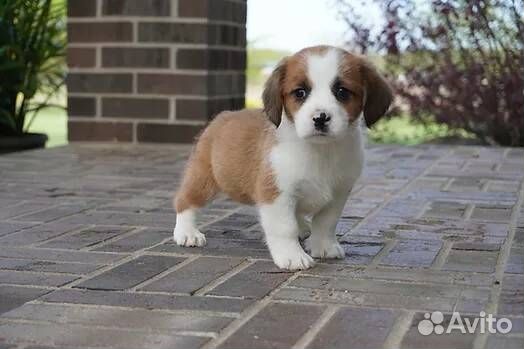 Кавакоргис - дизайнерская порода