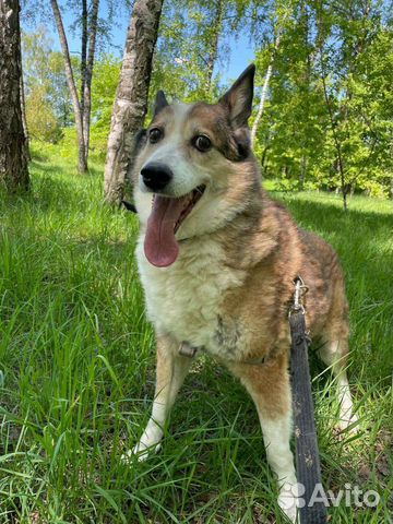 Собака Лесси бесплатно