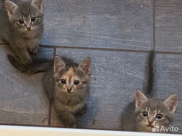 Котята в добрые руки