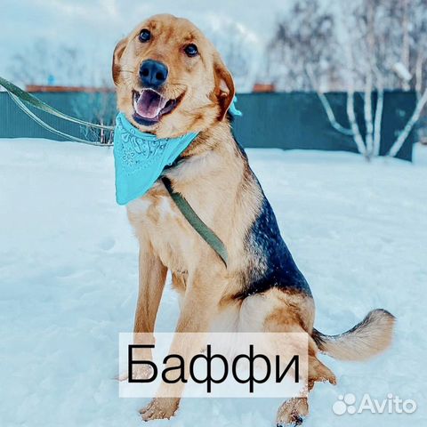 Баффи, собака для души и сердца