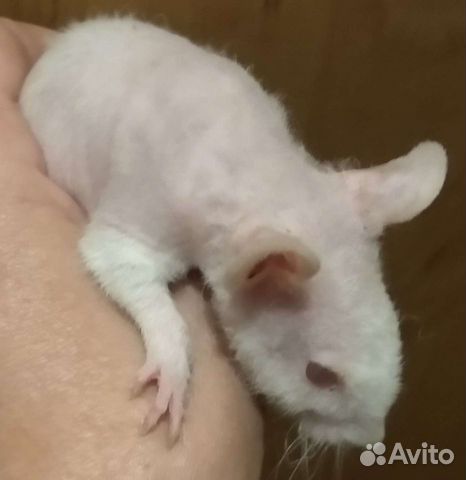 Крыска сфинкс