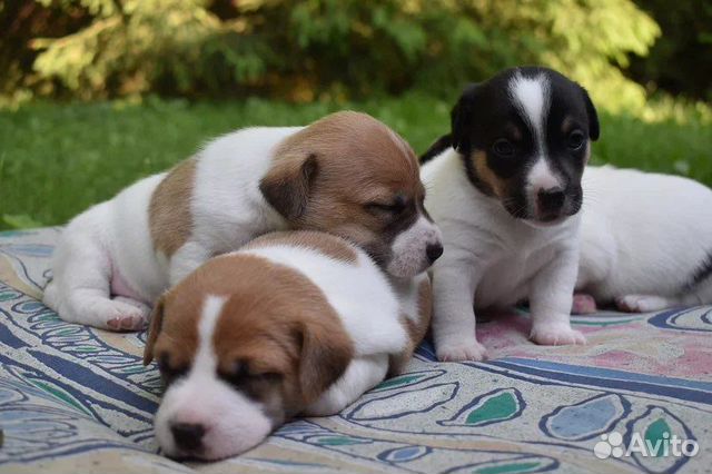 Щенки Джек Рассел терьер
