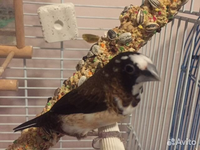 Японская амадина