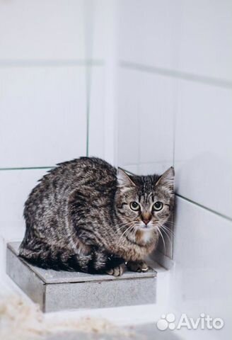 Необычная девочка в добрые руки