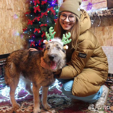 Щенок Флип 6мес от роду,ищет дом
