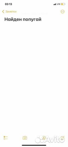 Найден попугай