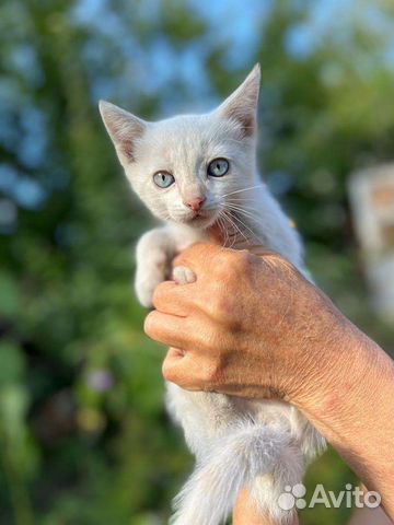 Котята в добрые руки бесплатно