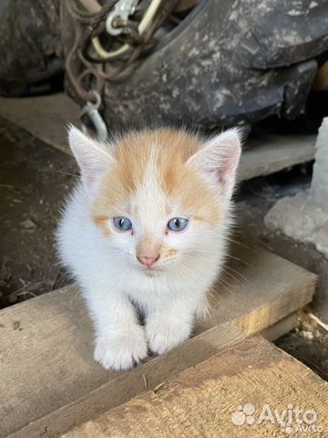 Котенок в добрые руки