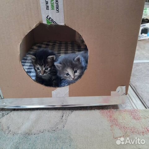 Котятки бесплатно