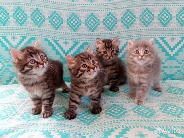 Котята курильский бобтейл