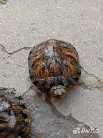 Красноухая черепаха