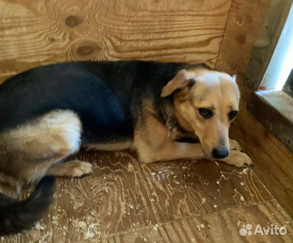 Несчастной Шелли нужен дом и любая помощь