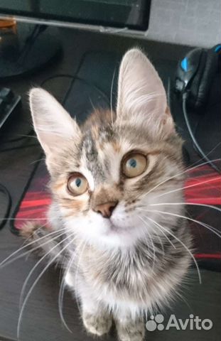Котенок
