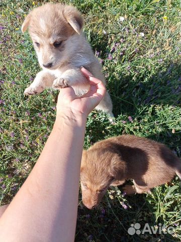 Собаки бесплатно в добрые руки щенки