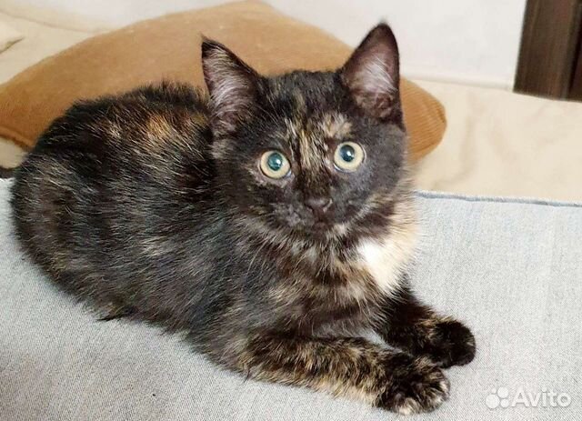 Котёнок девочка счастливого окраса, 2 мес