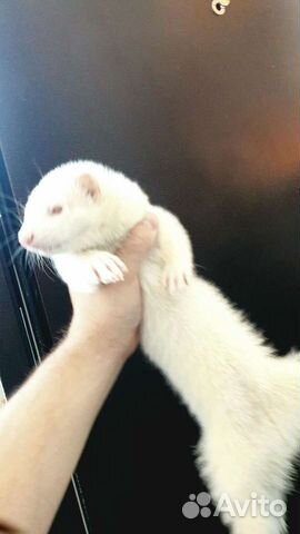 Хорёк альбинос