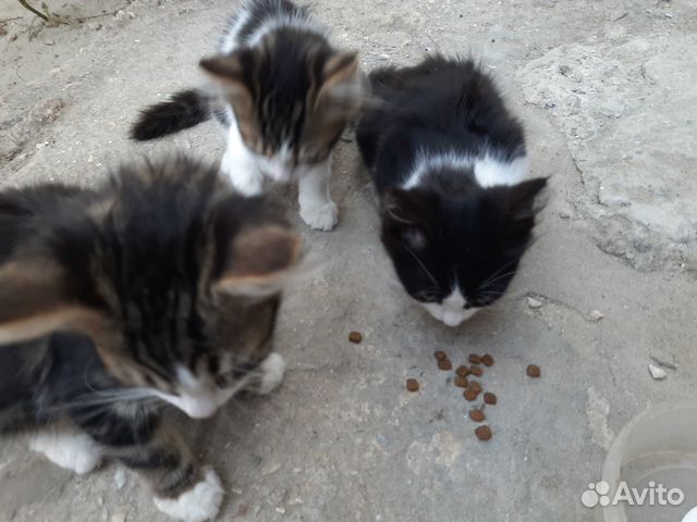 Котята в добрые руки