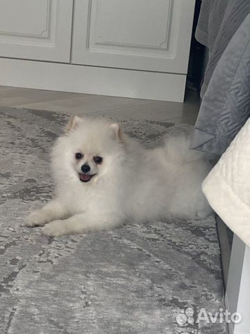 Белый померанский шпиц
