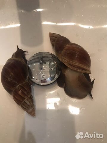 Улитка Ахатина