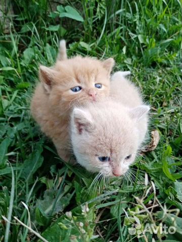 Котята 1 мес