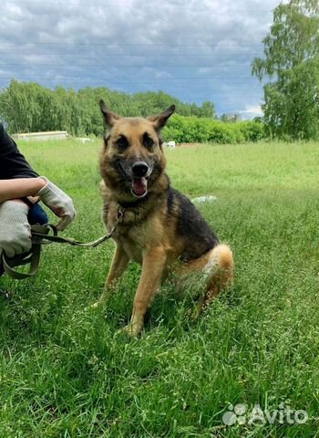 Мечтает стать домашним